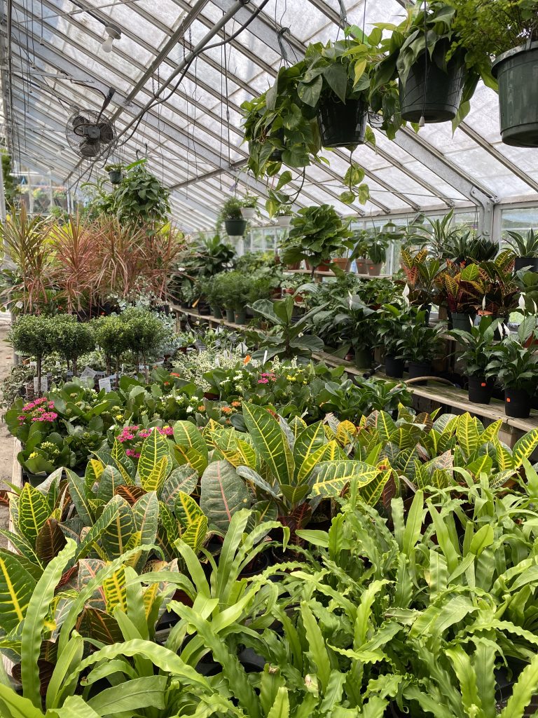 What We Have – Gordon Florist & Greenhouses