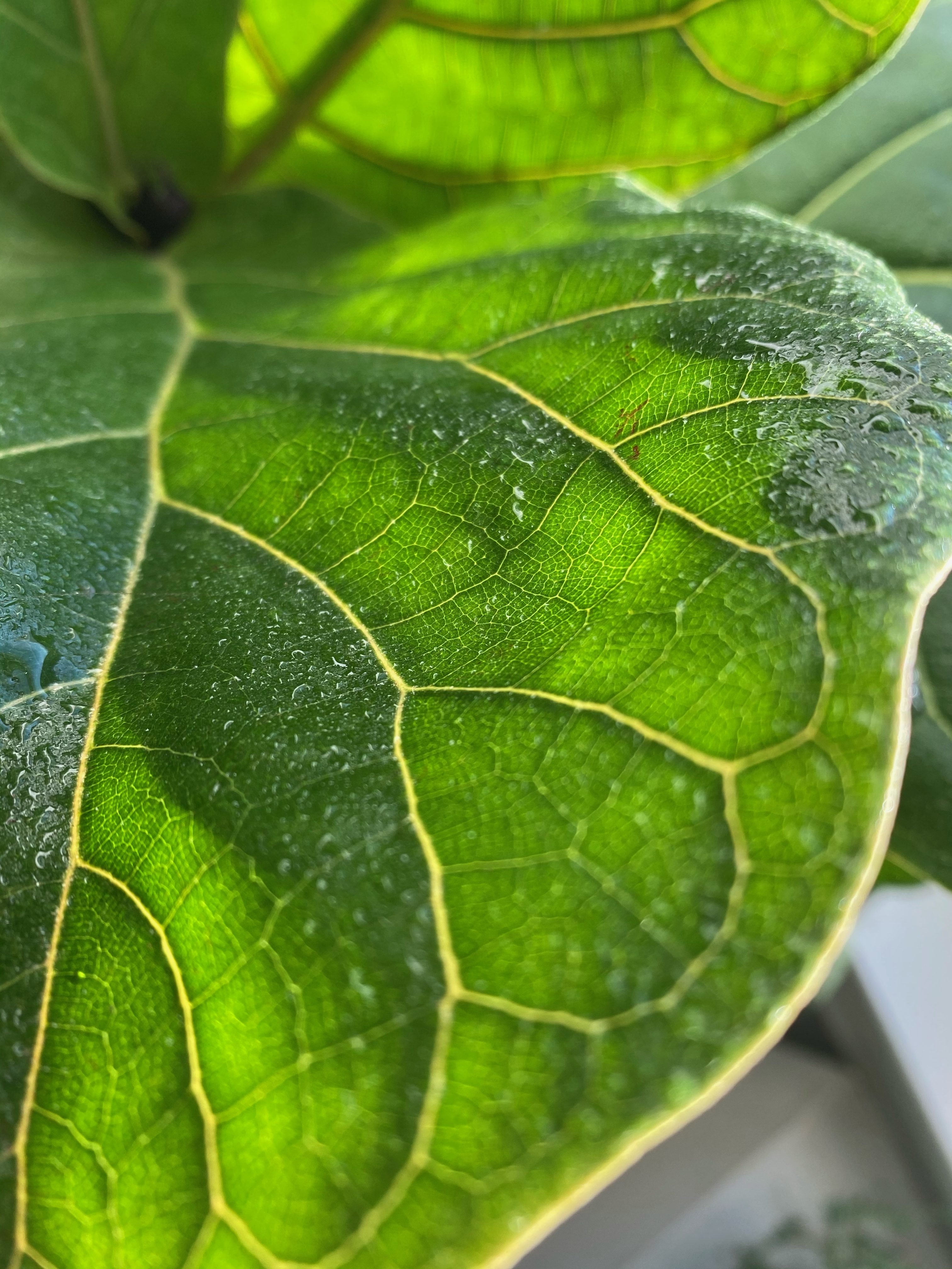 What We Have – Gordon Florist & Greenhouses